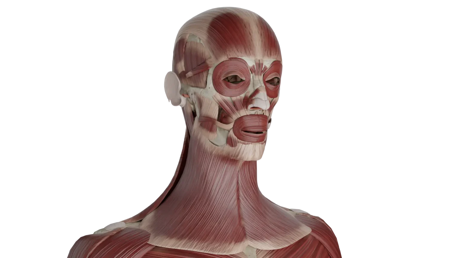 Modelo anatómico 3D de los músculos de la cabeza y el cuello | VOKA